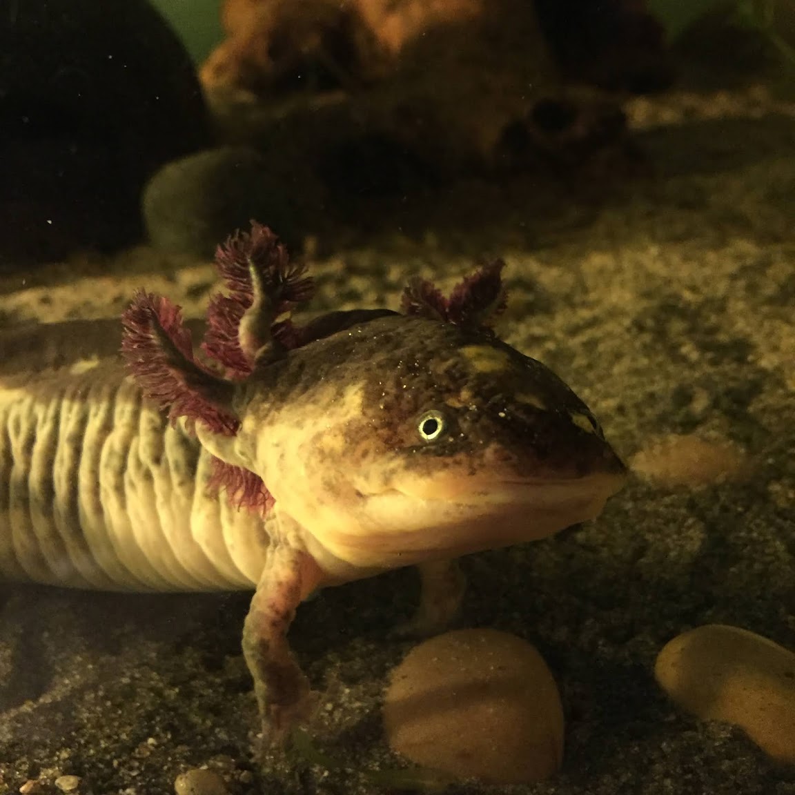 In the Larval Stage - Axolotls of Xochimilco