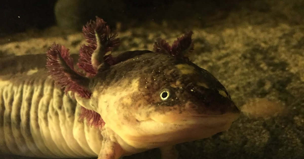 In the Larval Stage - Axolotls of Xochimilco