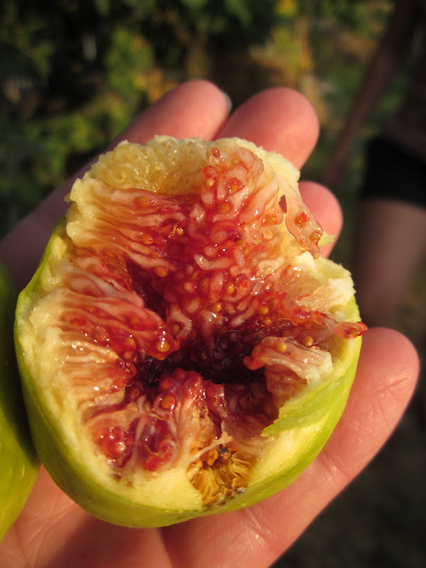 Erica's Italian Adventure