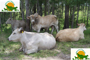 Veterinary Sciences: Bovine Ephemeral Fever (Three Days Sickness Disease)