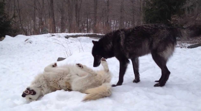 White Wolf : Wolf demonstrates scent-rolling for her curious brother ...