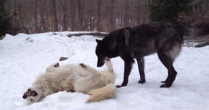 White Wolf : Wolf demonstrates scent-rolling for her curious brother ...