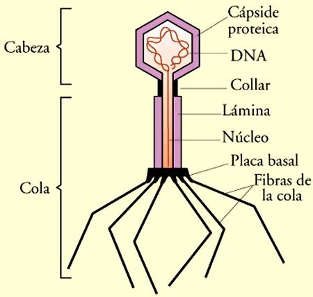 biologia2bachcamp: VIRUS