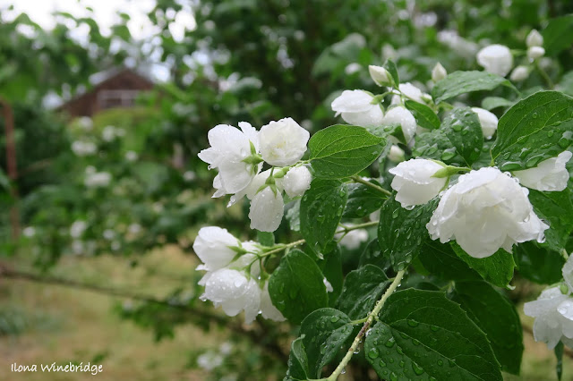 Värjärin pata: Pihamaan luonnonmukaisuus viehättää