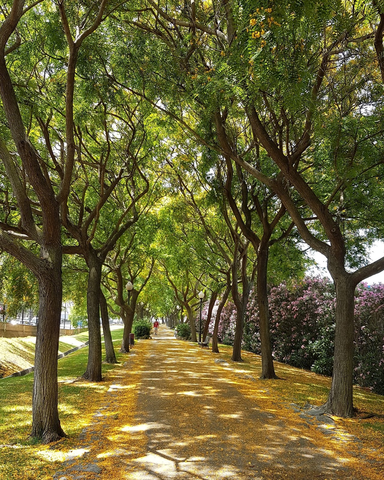 SALADA CLARIDAD: Un paseo por el parque