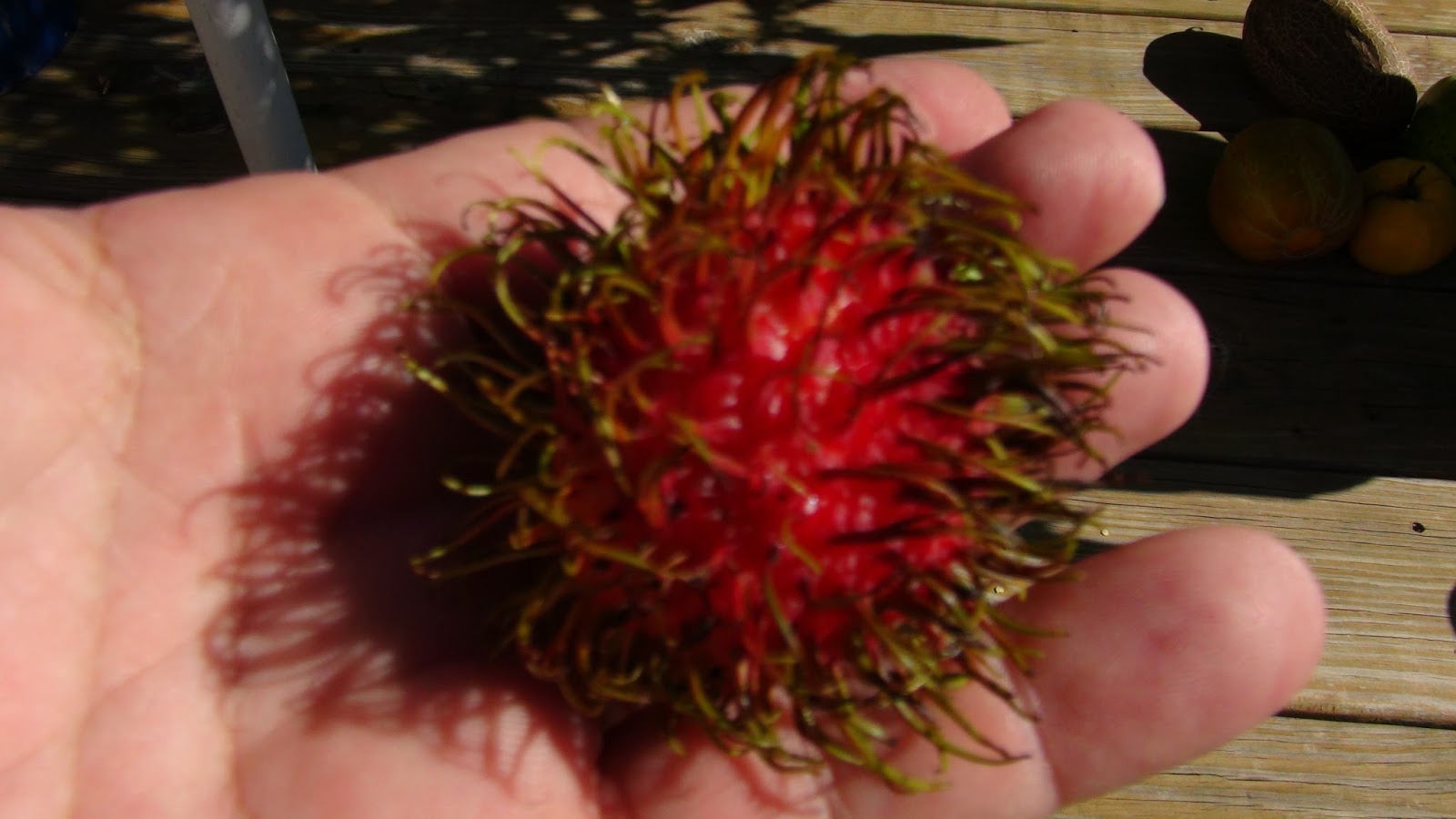 RAMBUTAN - Planting from seeds to trees video series