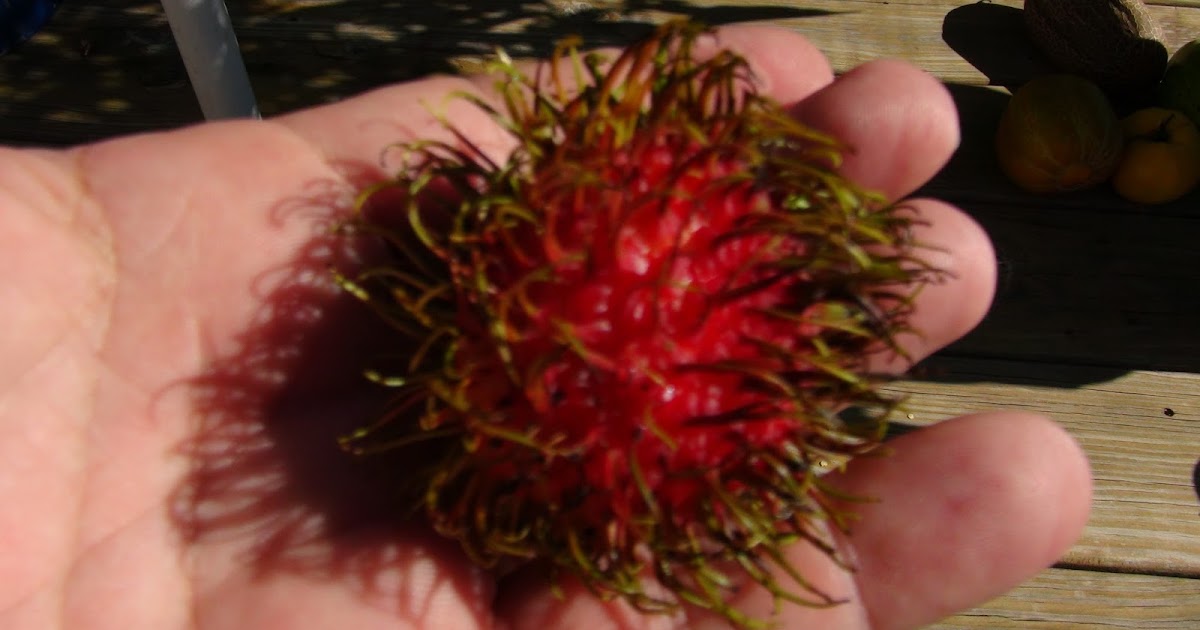 RAMBUTAN - Planting from seeds to trees video series