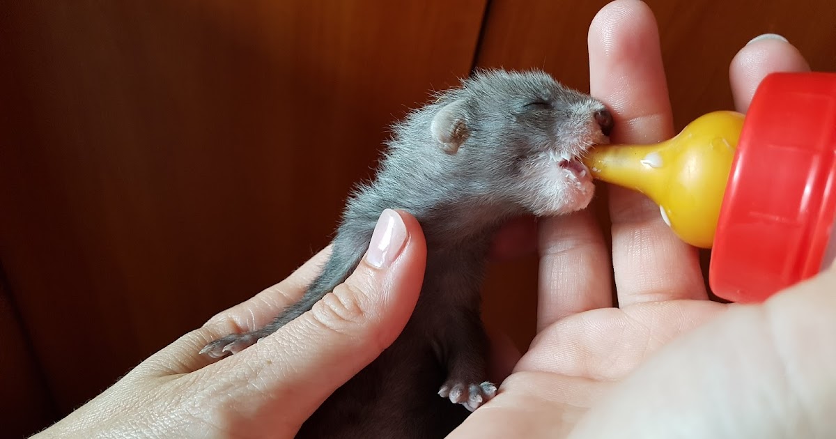 Small-Pets-at-Home: Raising Baby Ferrets