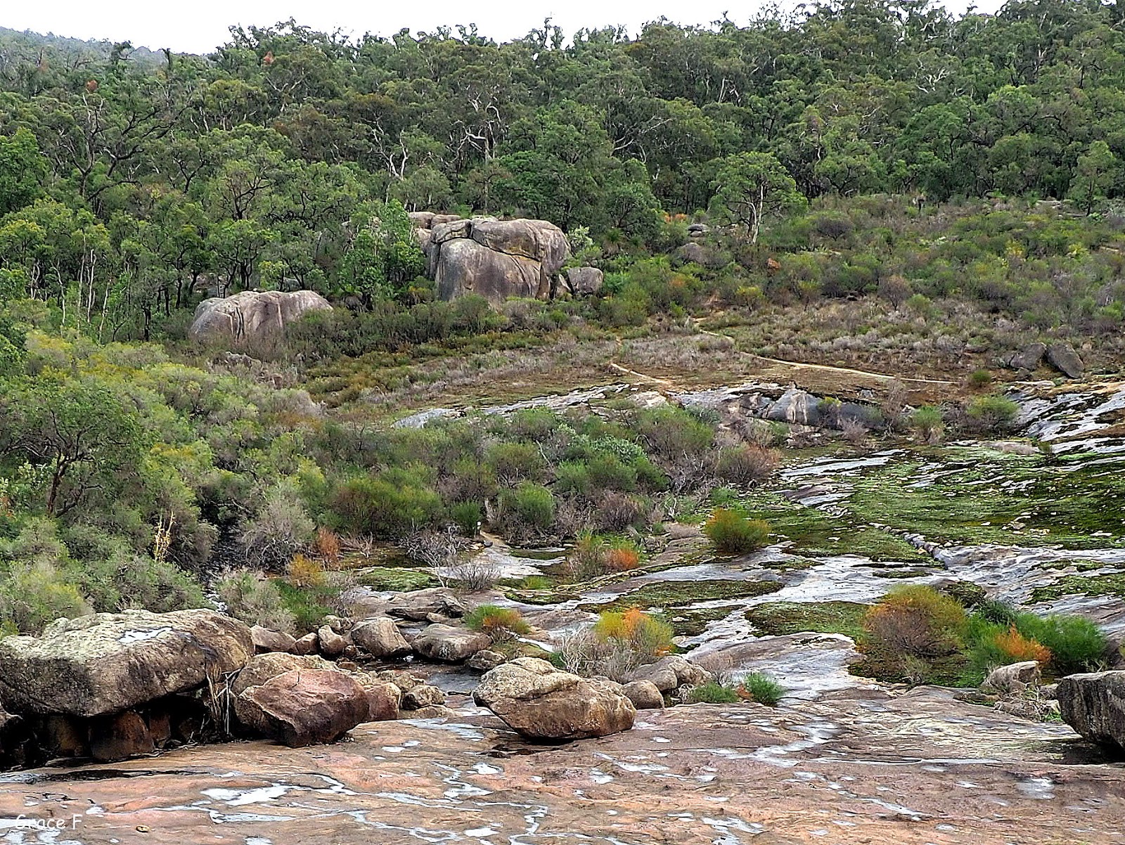 Perth Daily Photo : Rocking the bush art..