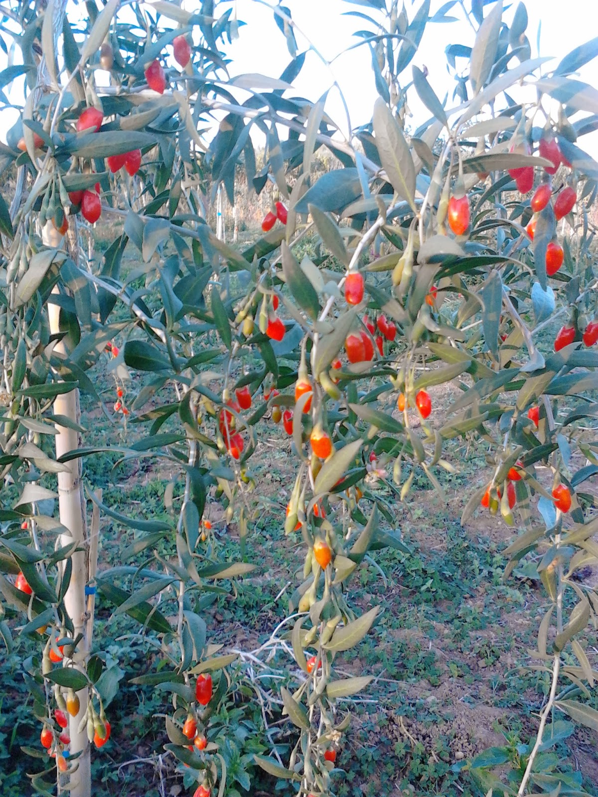 Αγρόκτημα Δουβή - ΓΚΟΤΖΙ ΜΠΕΡΙ ΚΑΛΛΙΕΡΓΕΙΑ - ΠΑΡΑΓΩΓΗ ΚΑΡΠΩΝ ΚΑΙ ...