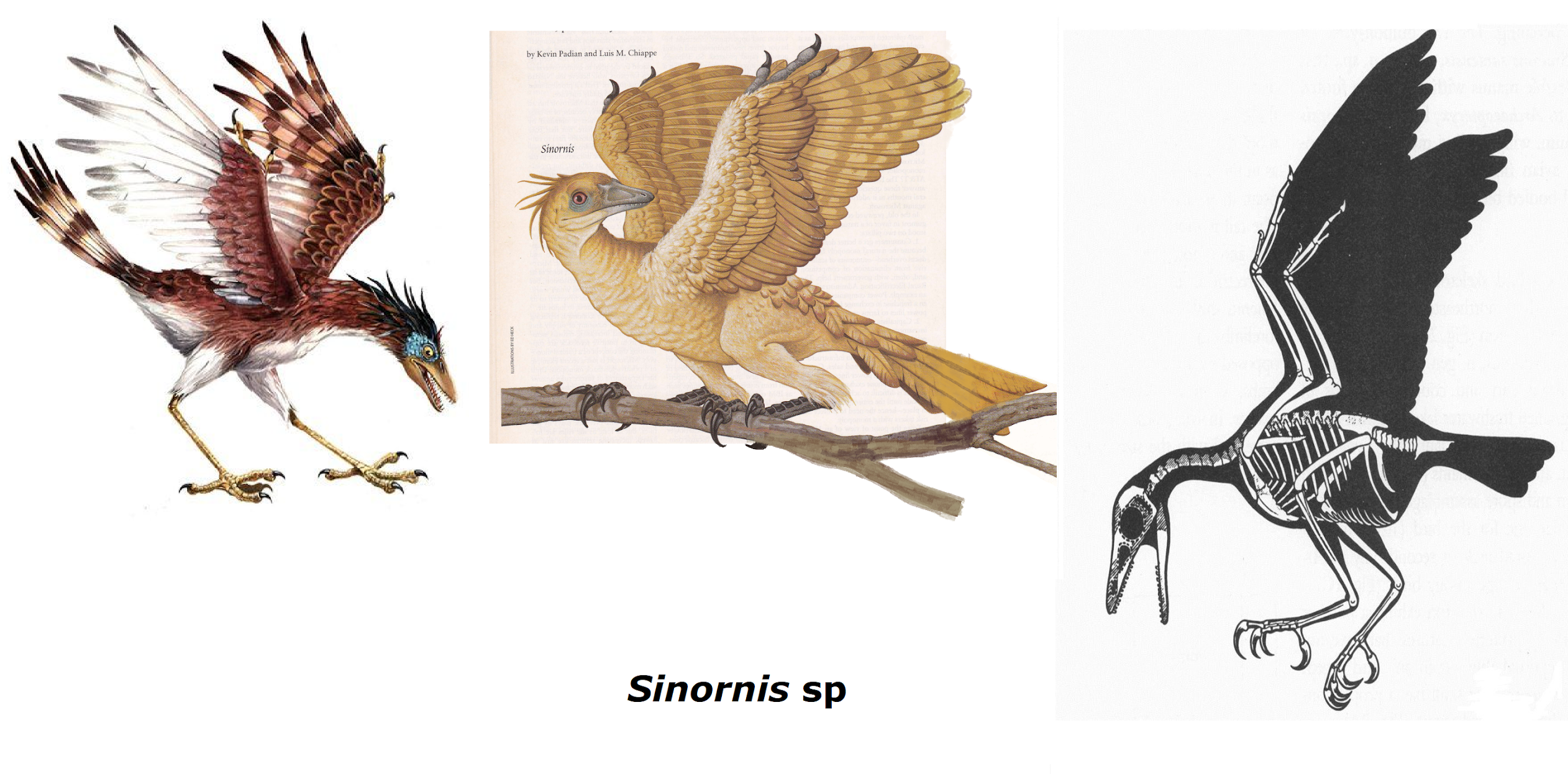 BIOLOGIA PARA A VIDA : CLASSE AVES
