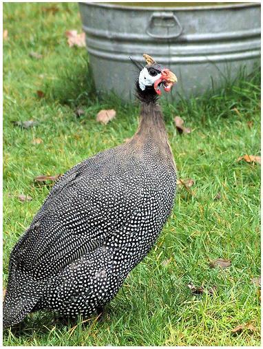 Guinea Gini Hen