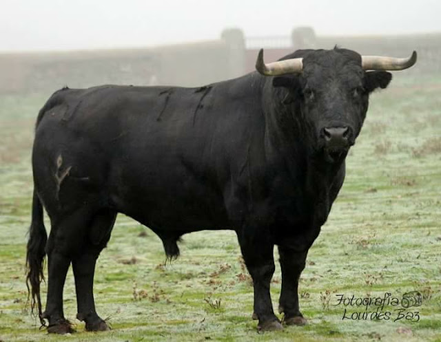 HORCAJO DE LAS TORRES DOS TORO SAN JULIÁN 7 DE ENERO 2017 (ÁVILA ... HORCAJO DE LAS TORRES DOS TORO SAN JULIÁN 7 DE ENERO 2017 (ÁVILA ...