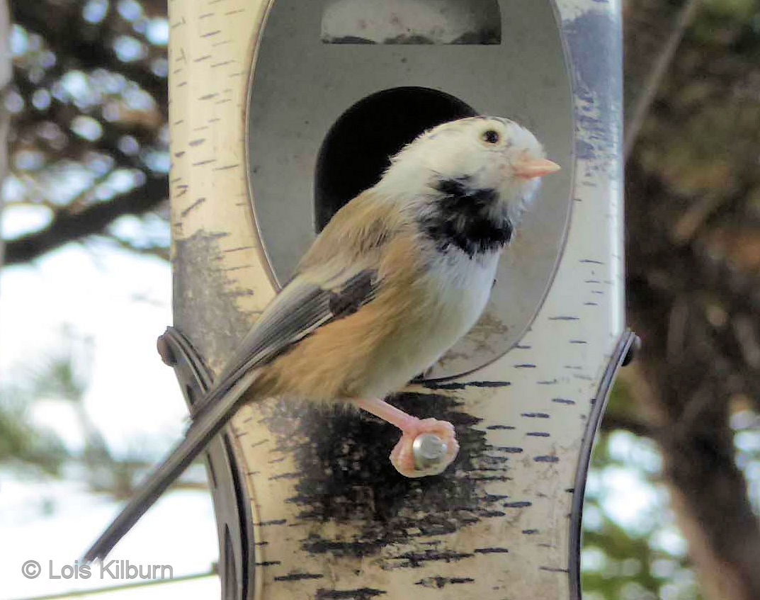 BLACK-CAPPED CHICKADEE