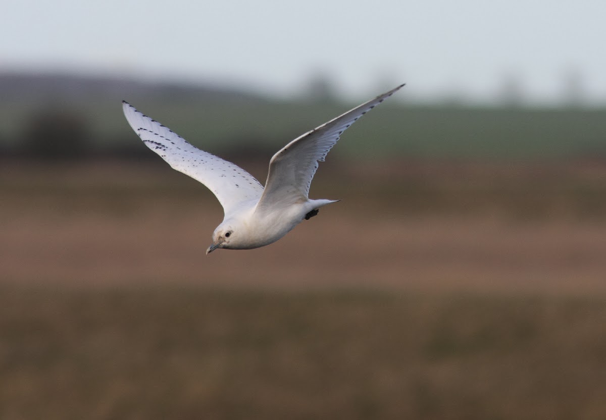 Black Audi Birding: The Gull from Hull 21st December 2013