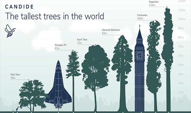 The Tallest Trees in the World #infographic - Visualistan