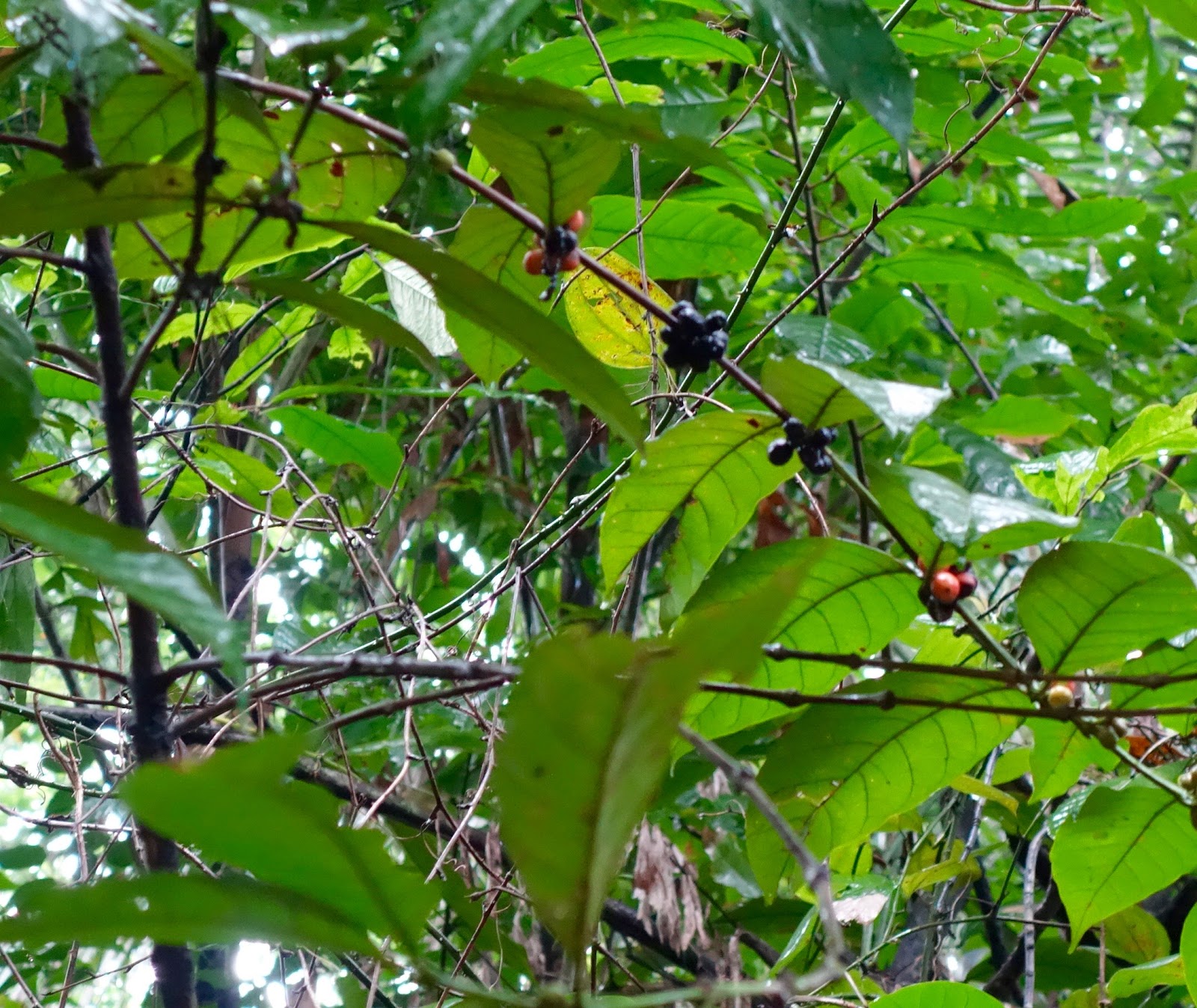 Luckgrove Ayurveda Gardens, Sri Lanka - Eat - Explore - Enjoy