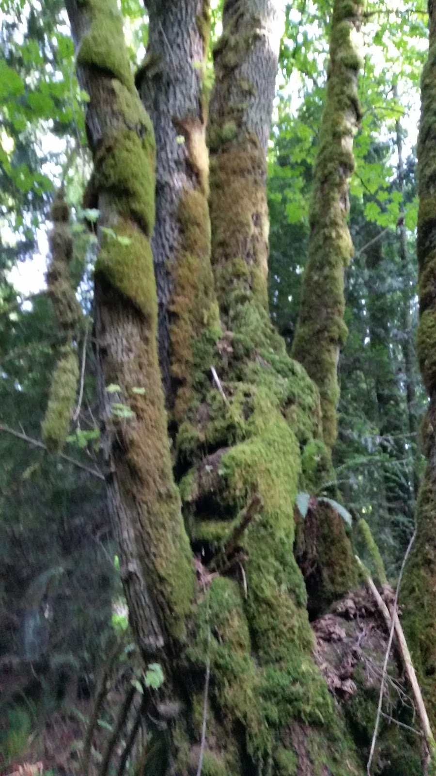 Moe the Mouse and the Love of Reading: Moe in Tofino