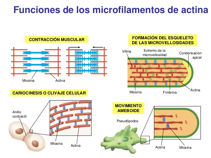 Actuaciencia: diciembre 2019