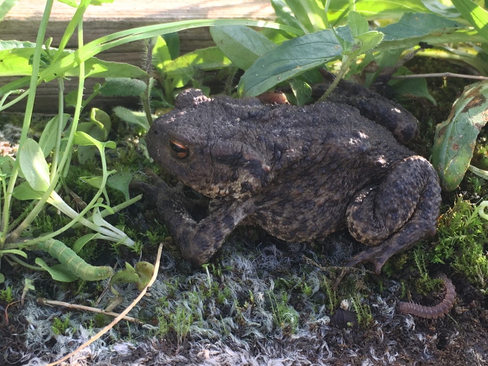 Sensingsite: Composting Estate 2019 - 2020