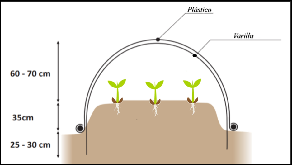 Agricultura On: Microtúnel y Propagación de Aguacate