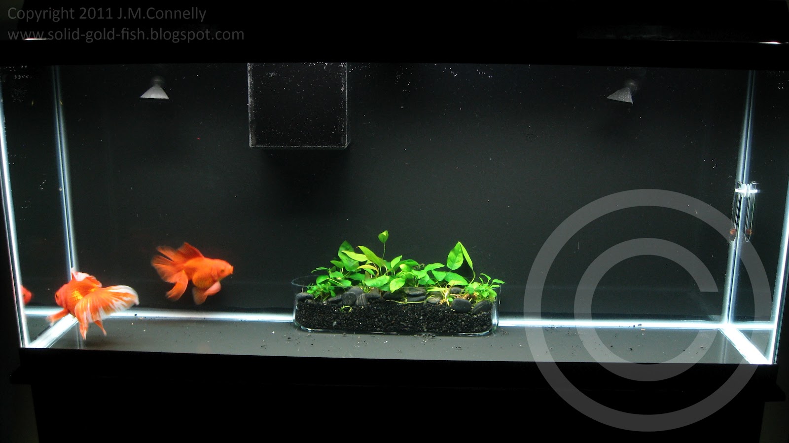 Talk to me about bare bottom tanks : r/Aquariums