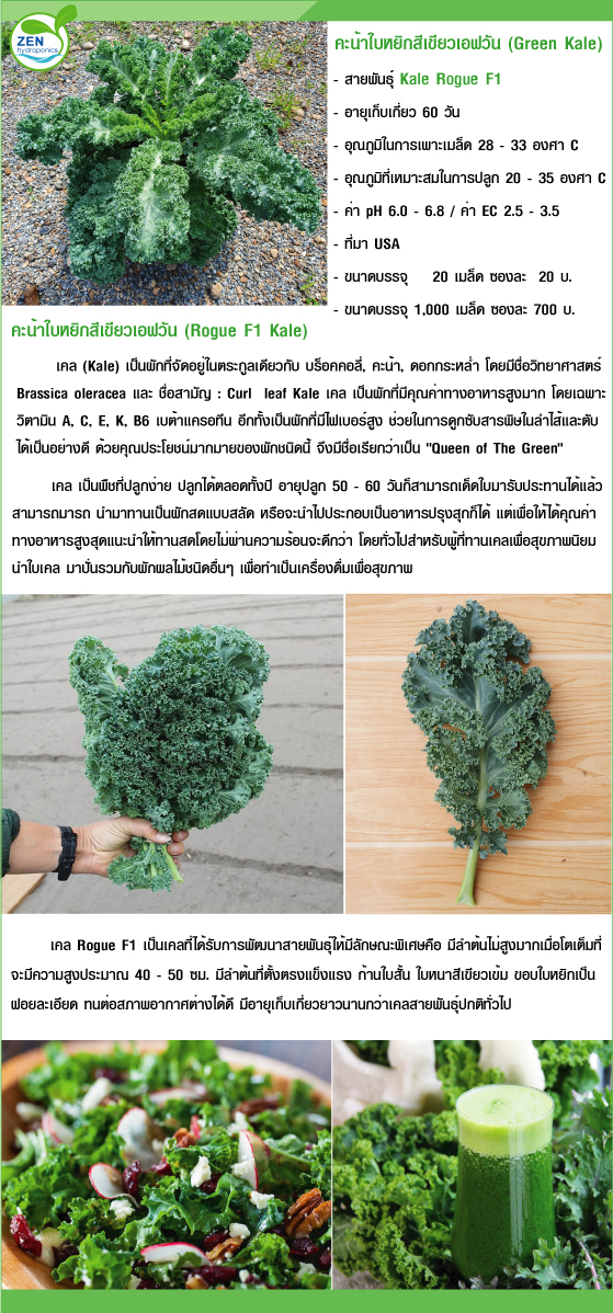 ZEN HYDROPONICS: คะน้าใบหยิกสีเขียวเอฟวัน (Green Kale / Kale Rogue F1)
