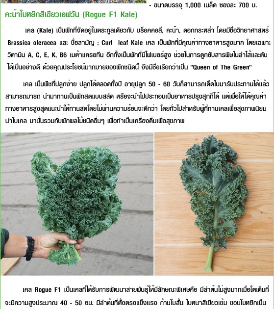 ZEN HYDROPONICS: คะน้าใบหยิกสีเขียวเอฟวัน (Green Kale / Kale Rogue F1)