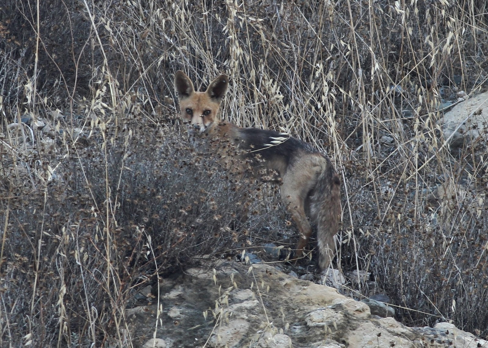 Mammals of Cyprus - Τα θηλαστικά της Κύπρου by George Konstantinou: Red ...