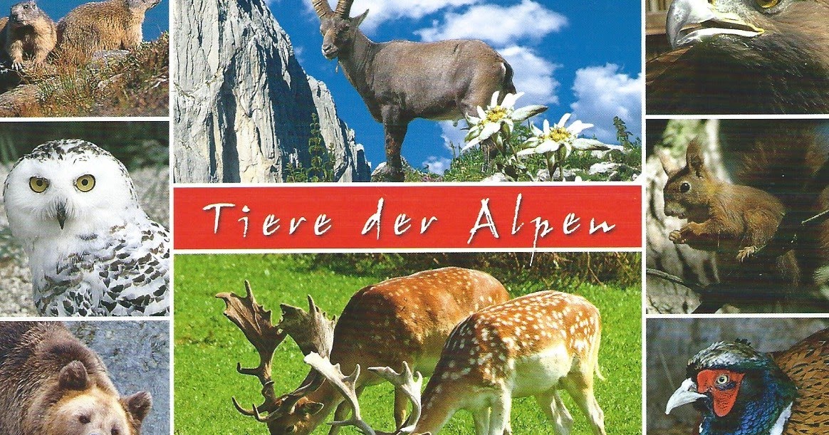 MY POSTCARD-PAGE: AUSTRIA ~ Animals in the Alps