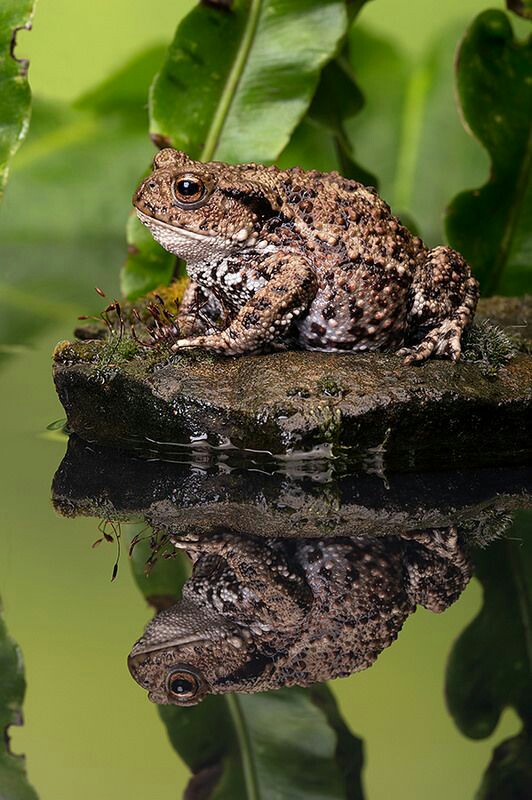 Beautiful Frogs