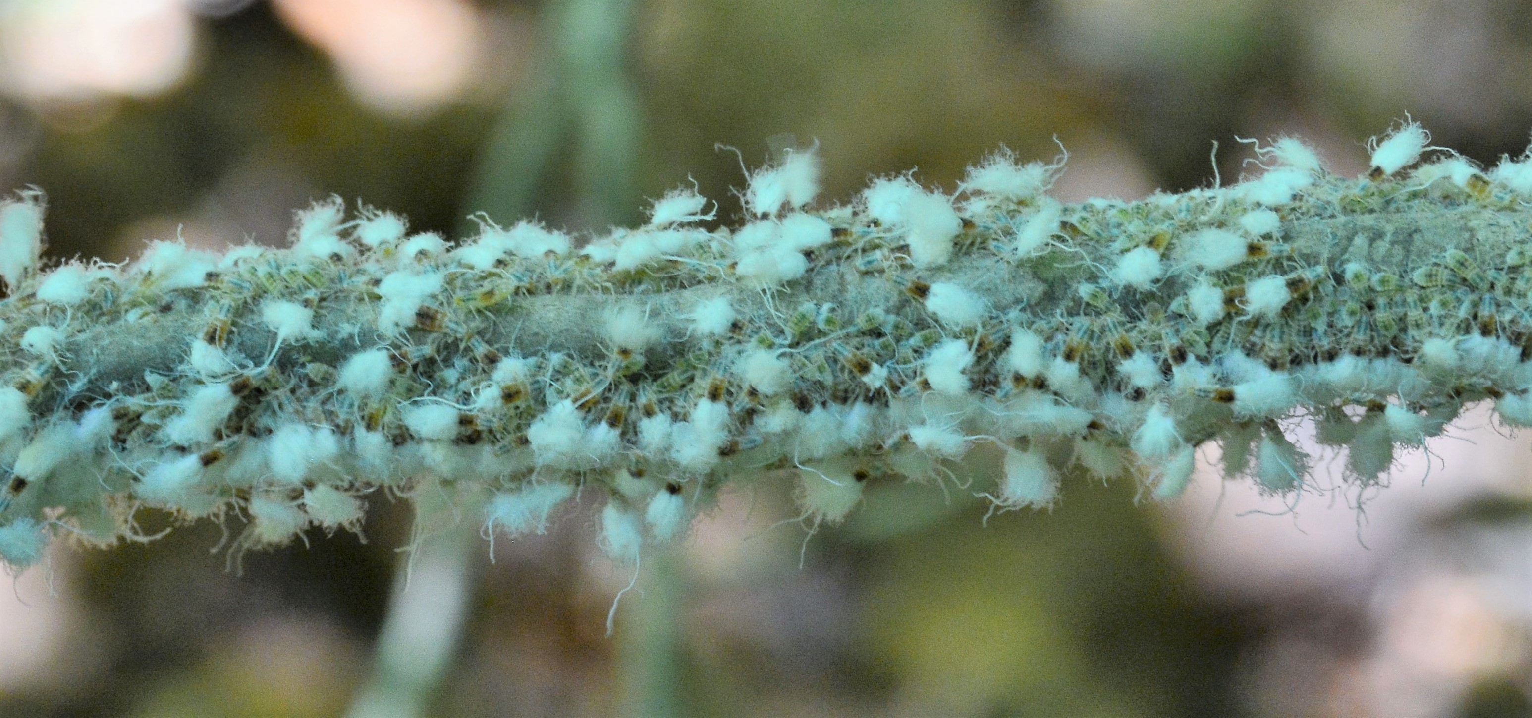 Appreciating Dancing Aphids