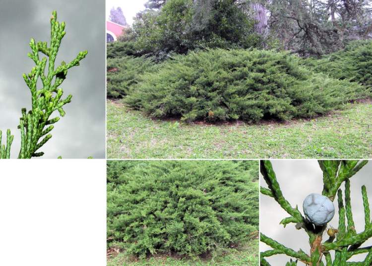 ARTE Y JARDINERÍA : Juniperus. Elegancia perenne. ( Primera parte)