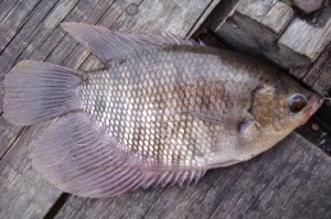 Jenis dan Macam Ikan Gurame | ANALISA BUDIDAYA