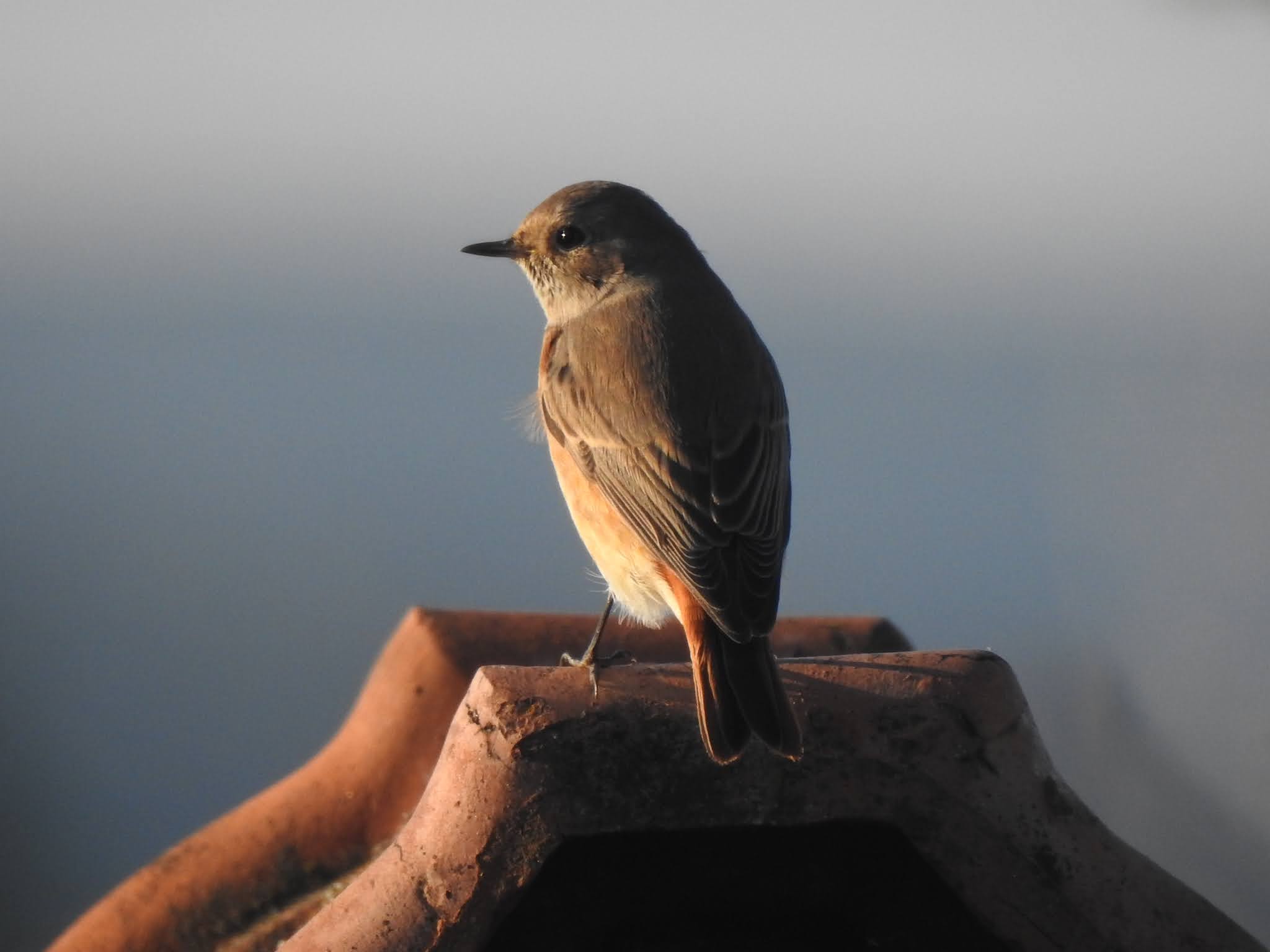 PASARI DIN ROMANIA: CODROSUL DE PADURE (1), Phoenicurus phoenicurus