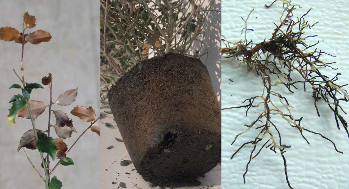 UK - Diseases of Fruit Crops & Ornamentals: Black Root Rot