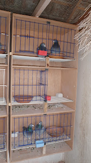 Elevage de pigeons voyageurs pour les concours de fond des meilleures ...