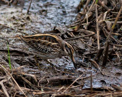 Jack snipe images | Birds of India | Bird World