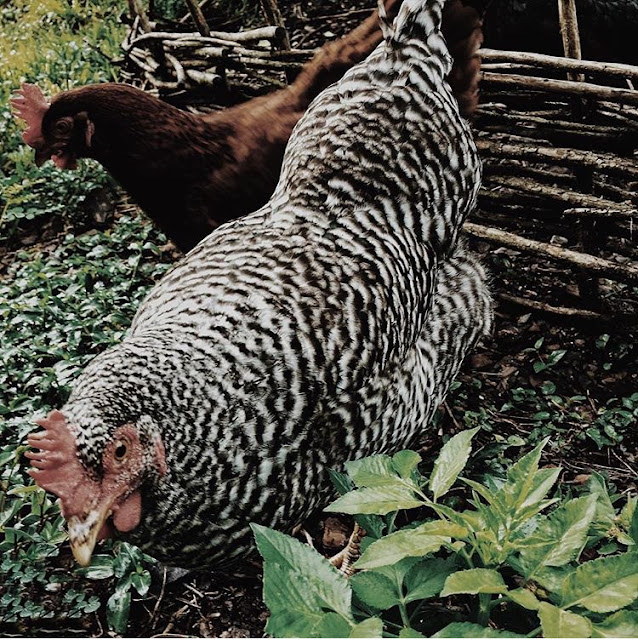 Raquel Margaret Carter: How To Make A Wattle Fence {For Your Victorian ...