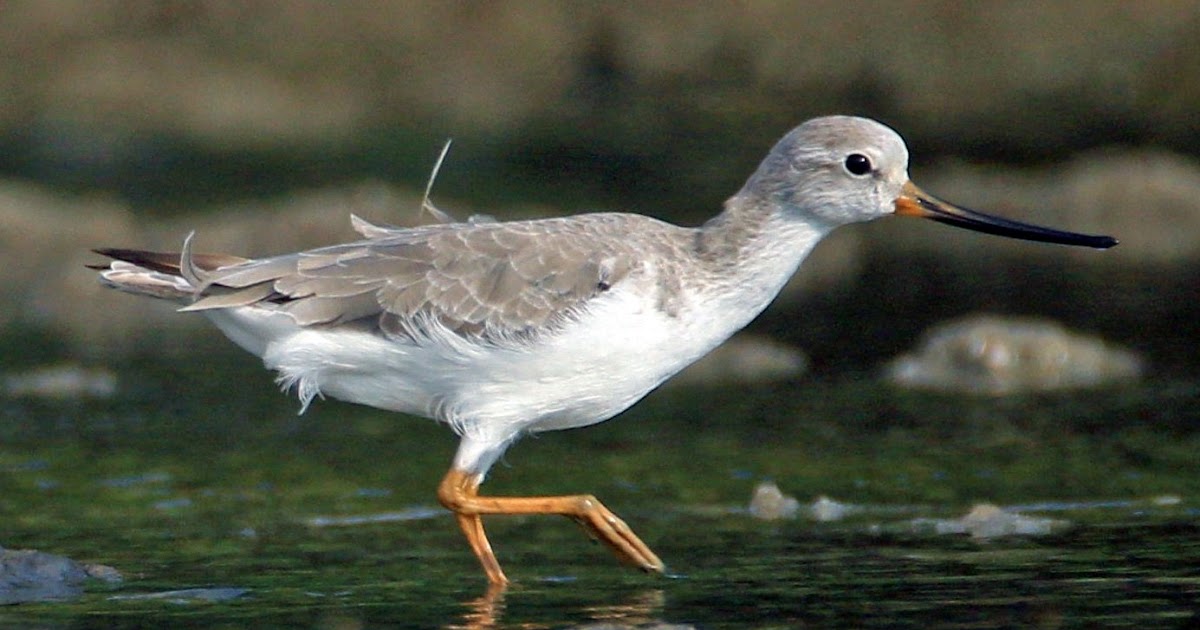 A Bird a Day!: Tuesday April 28, 2020 X is for Xenus Cinereus!