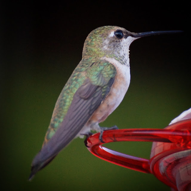 Daily Bread: Birds and Frogs