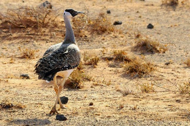 Tierra de polluelas, rascones, grullas: Avutarda somalí (Neotis heuglinii)
