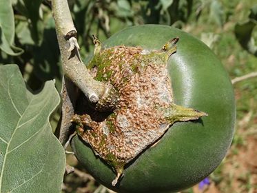 Meu Cantinho Verde: LOBEIRA, FRUTA-DO-LOBO - ( Solanum lycocarpum )
