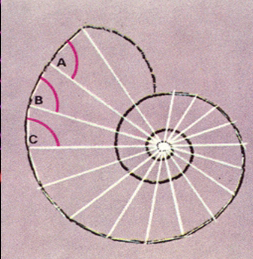 Caracolas del Mundo.
