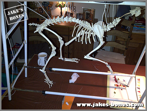 How to rearticulate a fox skeleton: part two : Jake's Bones