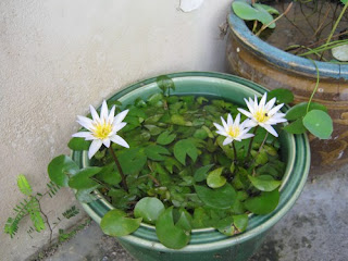 oldleo in a mini village garden: How to propagate small water lily plants?