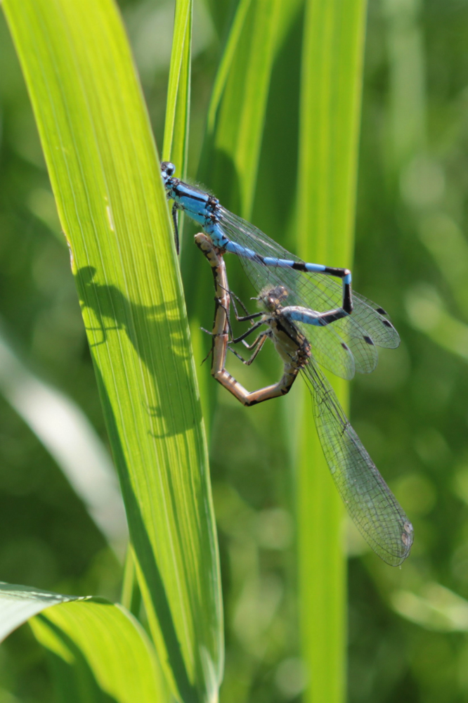 LENS and COVER - PHOTOGRAPHY: Mating Dragonflies