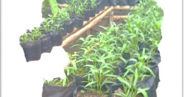 Cara Membuat Media Tanam Untuk Tanaman Sayuran Dalam Polybag | Pusat Informasi Agrobis