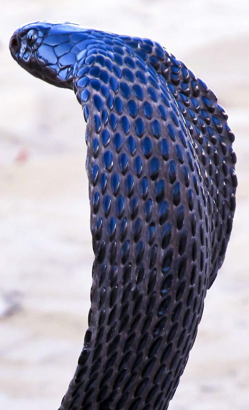 BLOG UTAMA Y.M PADUKA AYAHANDA PAY 8: JEMALA ULAR TEDUNG BIRU KING ...