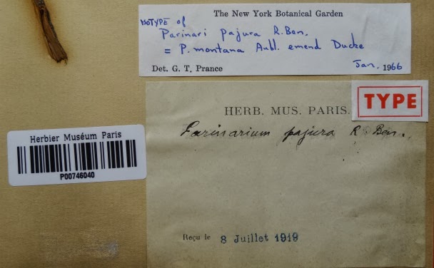 Jacques Huber and the Amazonian Botany: Plant collections